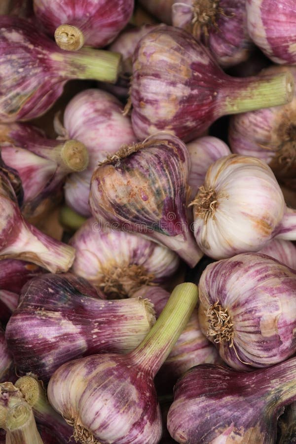 Fresh garlic at the market stock photo. Image of freshness - 2572866
