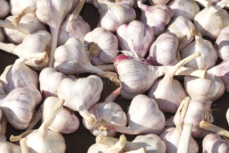 Fresh garlic stock photo. Image of germany, market, vegetables - 77713716