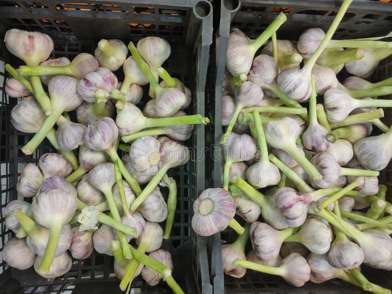 Fresh Garlic in Plastic Boxes Stock Image - Image of vegetable, garden ...