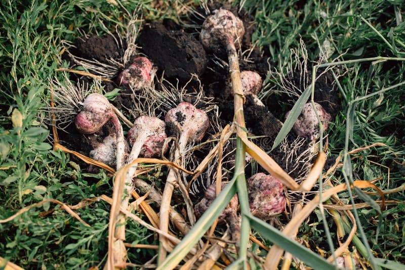 Fresh Garlic with Roots from the Garden Background Stock Photo - Image ...
