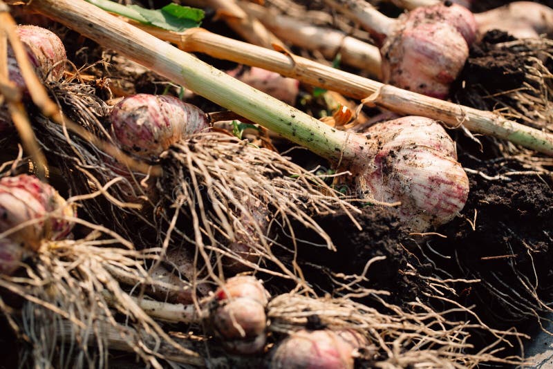 Fresh Garlic with Roots from the Garden Background Stock Photo - Image ...