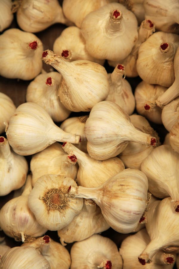 Garlic stock photo. Image of smell, sold, healthy, food - 165283624