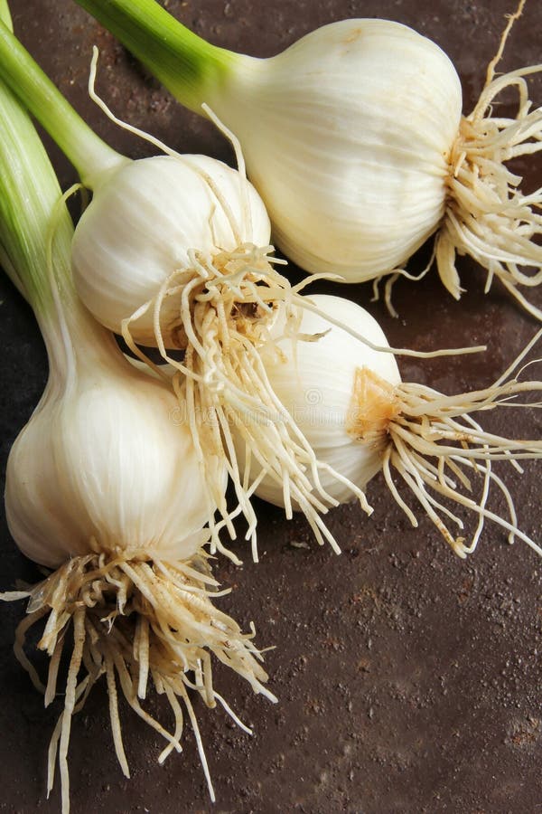Fresh Garlic with Stem from Kitchen Garden Stock Photo - Image of ...
