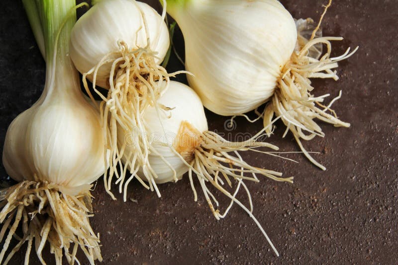Fresh Garlic with Stem from Kitchen Garden Stock Photo - Image of plant ...
