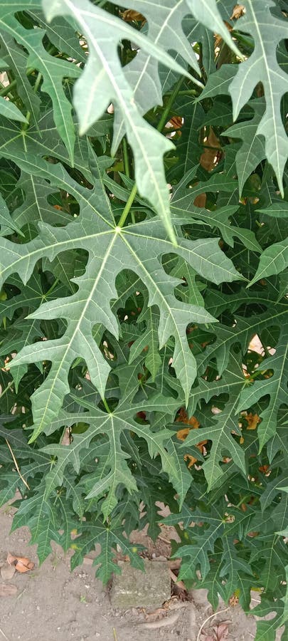 Fresh Gedi Leaves or Japanese Papaya Leaves Stock Image - Image of ... Fresh Gedi Leaves or Japanese Papaya Leaves Stock Image - Image of ...