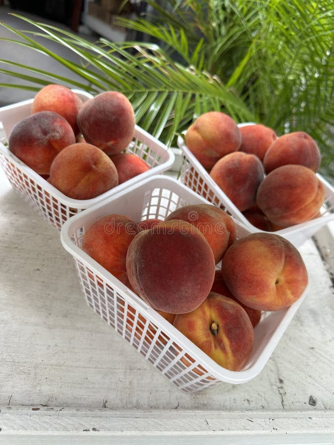Fresh Georgia Peaches in White Baskets Stock Image - Image of fruit ...