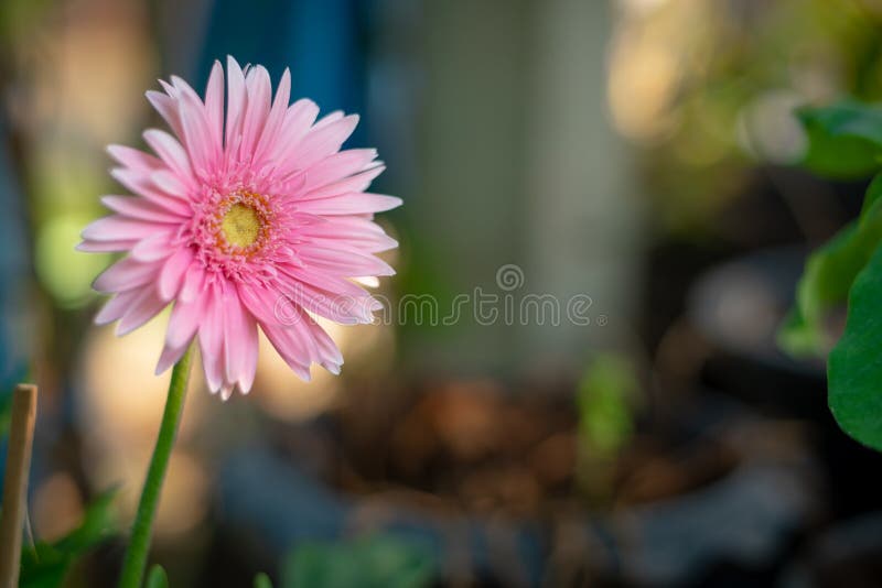 Feel Fresh Wish Gerbera Flower in the Morning Stock Photo - Image of ...