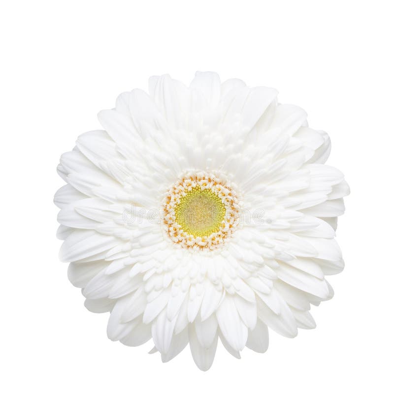 Fresh Gerbera Flower of White Color Isolated on White Background Stock ...