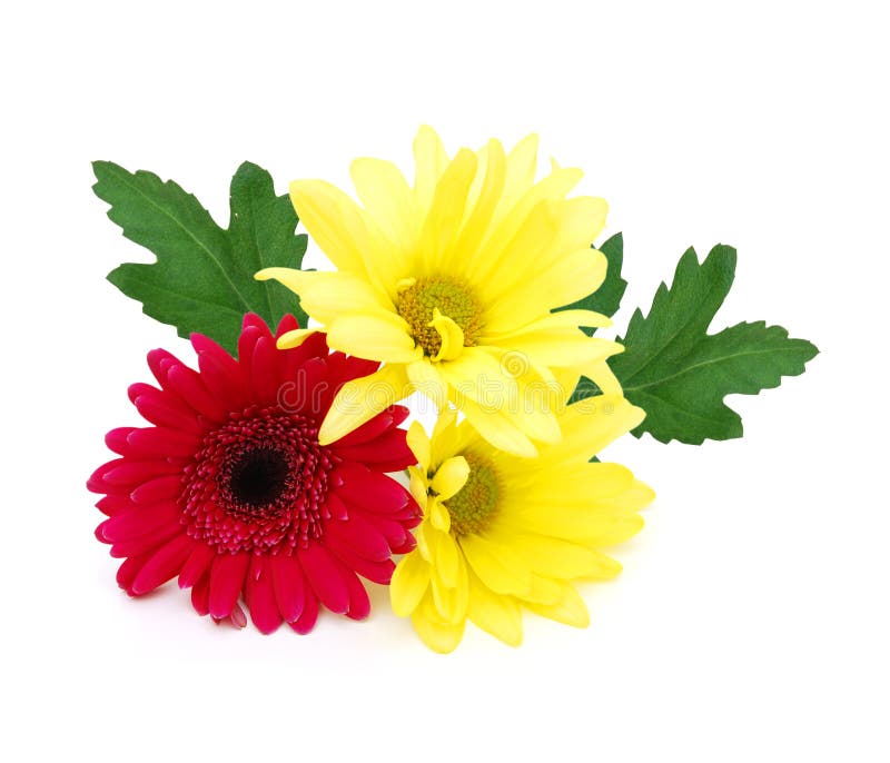 Fresh gerbera flowers stock photo. Image of gerbera, pink - 30104616