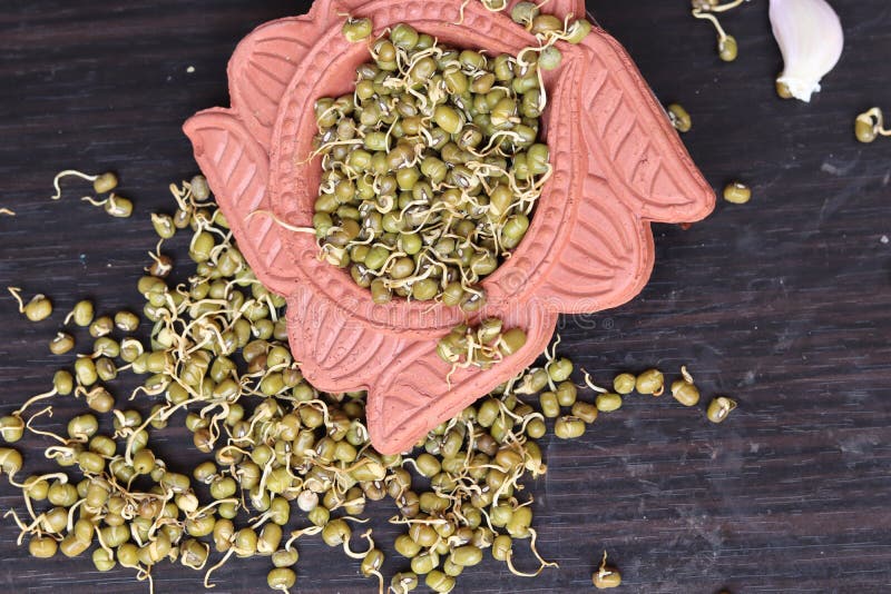 Fresh Germinated Green Gram Beans Stock Image - Image of legume ...