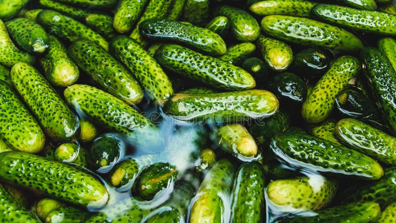 Fresh gherkins stock photo. Image of dill, appetizer - 80736722