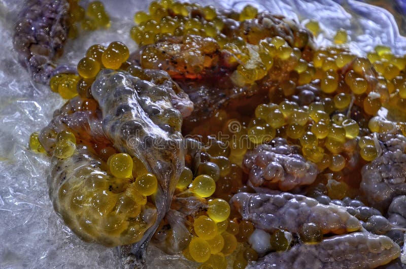 Catfish Eggs Clear Catfish Eggs. Orange Curry Fish Eggs and the People ...