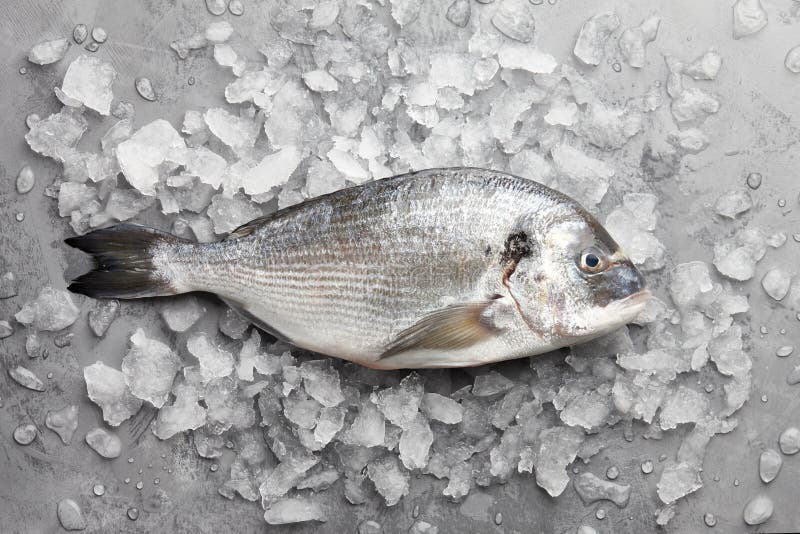 Gilt-head sea bream fish stock image. Image of animal - 17051493