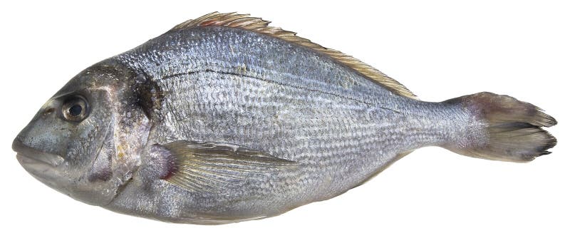 Fresh Raw Gilthead Sea Bream Fish Fillets Ready for Cooking. Dark ...
