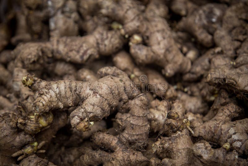Fresh ginger root in Peru stock image. Image of spice - 164177601
