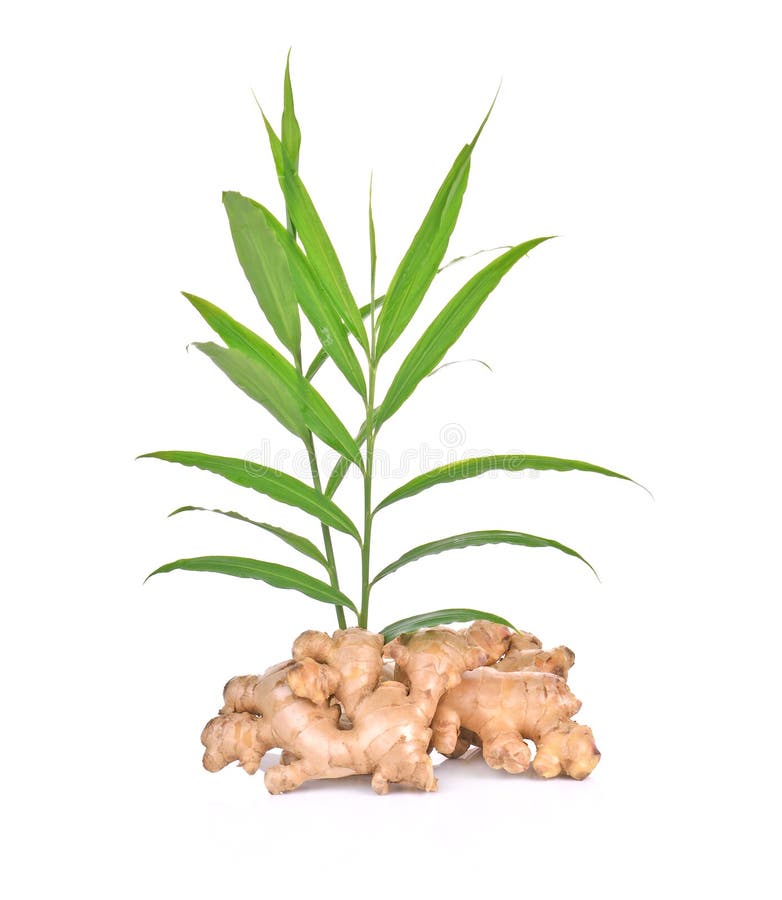 Fresh Ginger Isolated on White Background Stock Photo - Image of ...