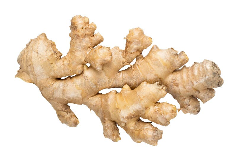 Fresh ginger stock photo. Image of plant, food, medicine - 49822138
