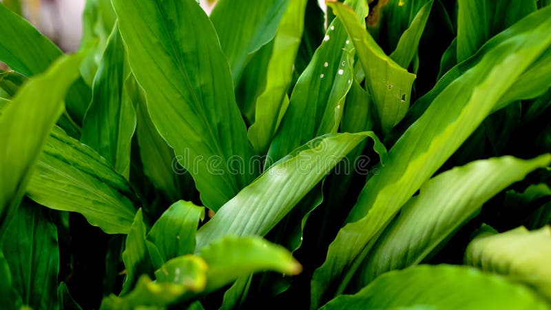 Fresh ginger leaves stock photo. Image of grass, sunlight - 205741338