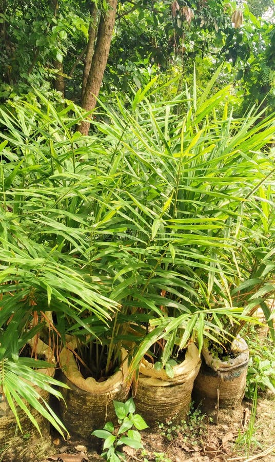Fresh Ginger Rhizome Tree with Green Leaves Stock Photo - Image of tree ...