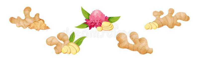Fresh Ginger Root As Natural Spice Food Vector Set Stock Vector ... Fresh Ginger Root As Natural Spice Food Vector Set Stock Vector ...
