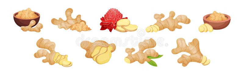 Fresh Ginger Root As Natural Spice Food Vector Set Stock Illustration ... Fresh Ginger Root As Natural Spice Food Vector Set Stock Illustration ...