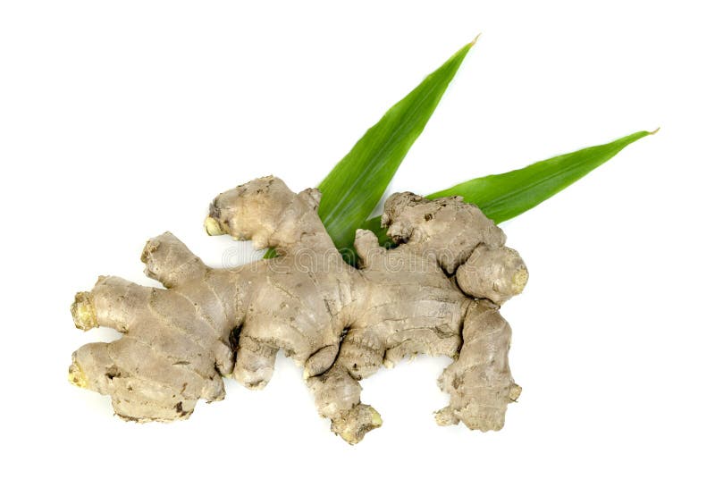 Fresh Ginger Root and Leaves Isolated on White Background Stock Image ...