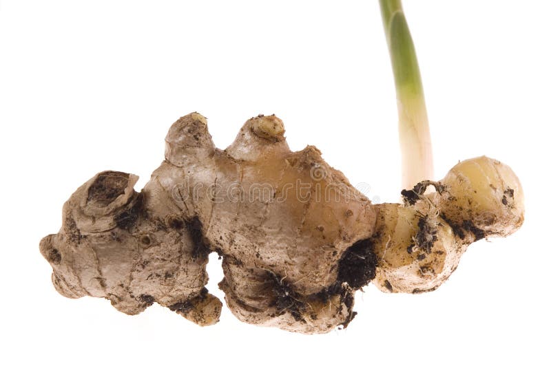 27+ Fresh ginger root plant Free Stock Photos - StockFreeImages