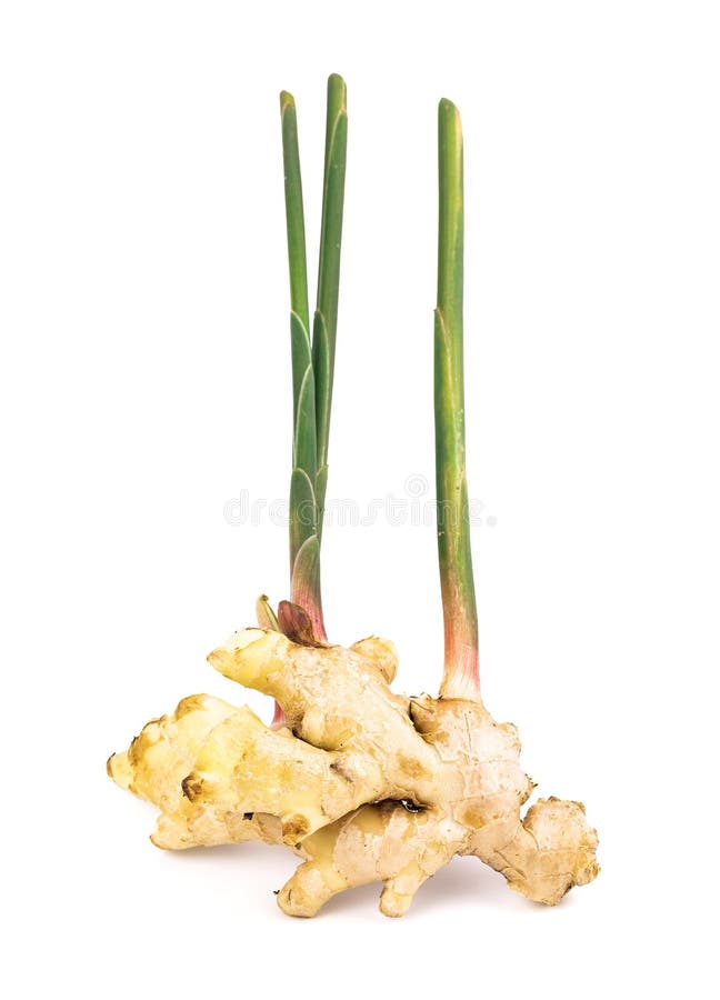 Fresh Ginger Root with Stem Isolated on White Background Stock Image ... Fresh Ginger Root with Stem Isolated on White Background Stock Image ...