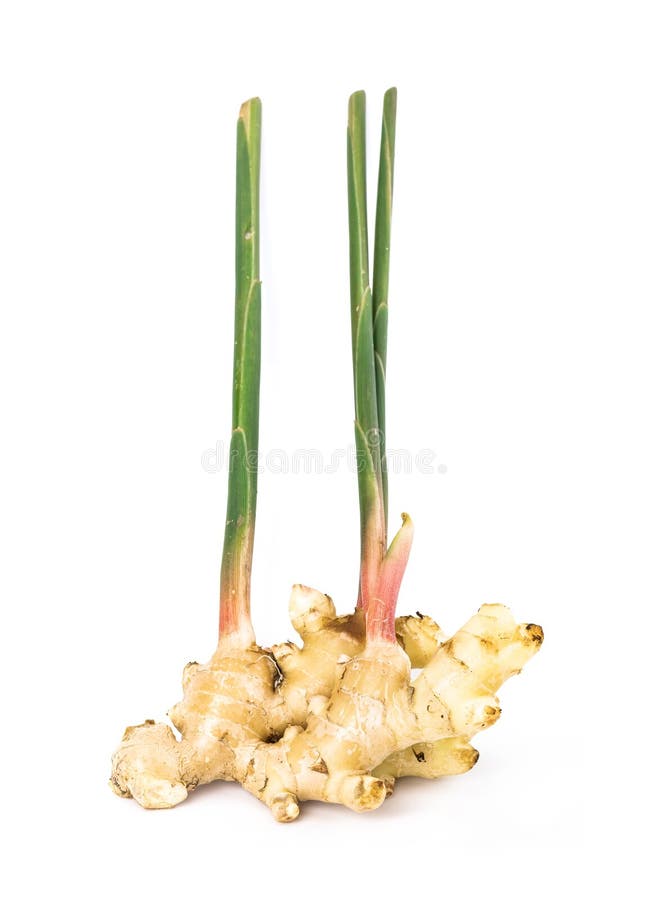 Fresh Ginger Root with Stem Isolated on White Background Stock Photo ... Fresh Ginger Root with Stem Isolated on White Background Stock Photo ...