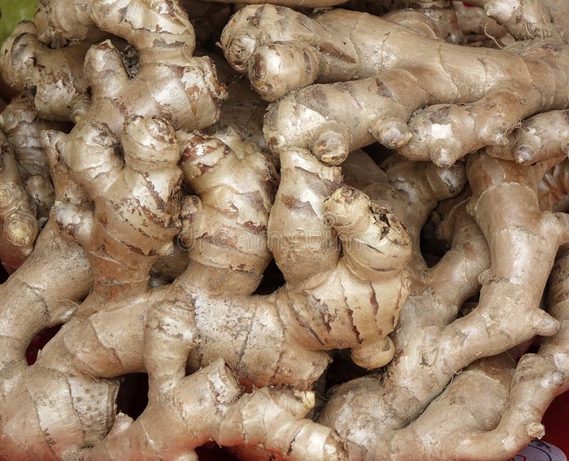 Fresh Ginger Roots for Sale Stock Photo - Image of root, pungent: 190092442