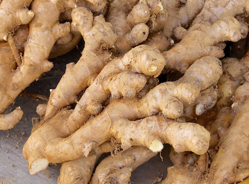 Fresh ginger on sale stock image. Image of nutritional - 43602029
