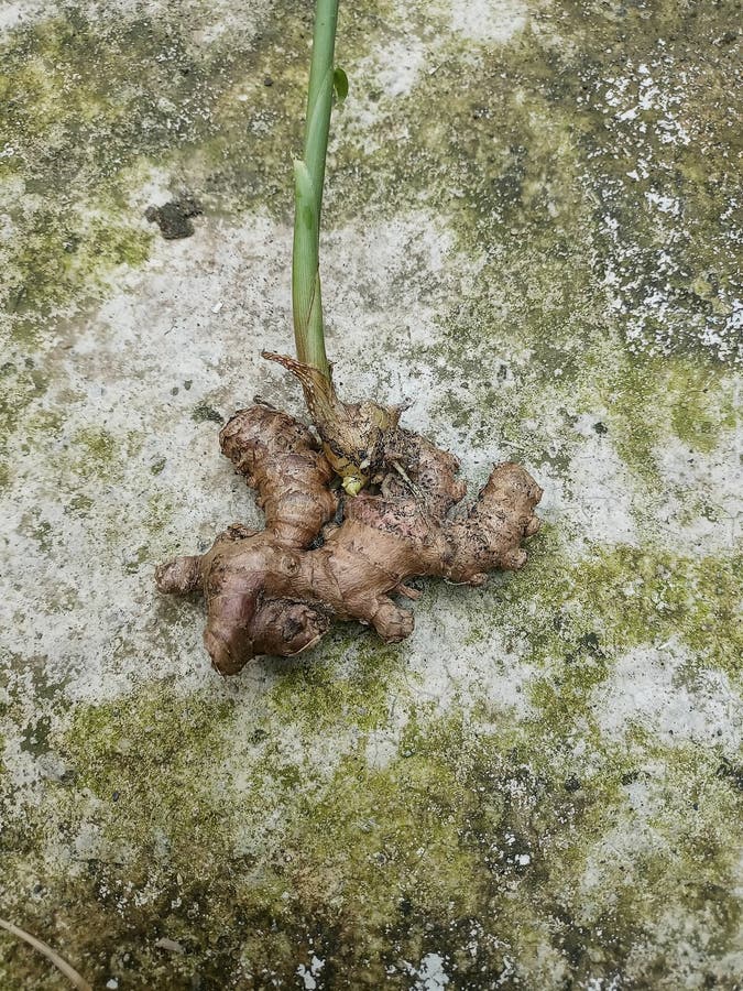 Fresh Ginger sprout stock image. Image of woodland, leaf - 242286989