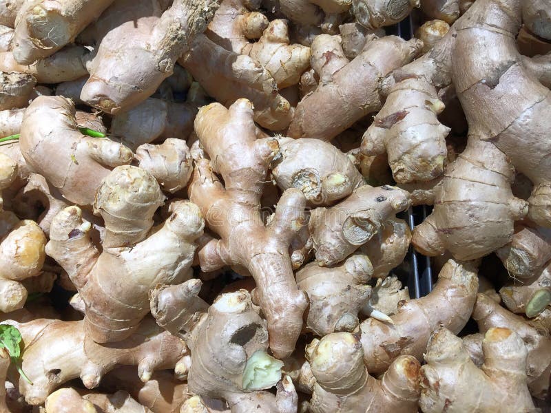 Fresh Gingers Background stock photo. Image of plant - 101377098