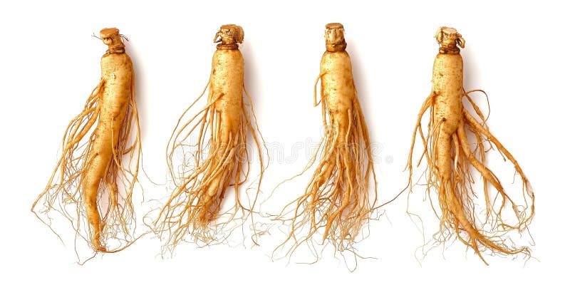 Fresh Ginseng Roots Displayed on a Clean White Background Stock ...