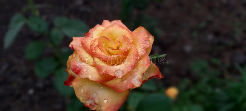 Fresh Gold Rose at Garden when Rainy Stock Photo - Image of plant ...