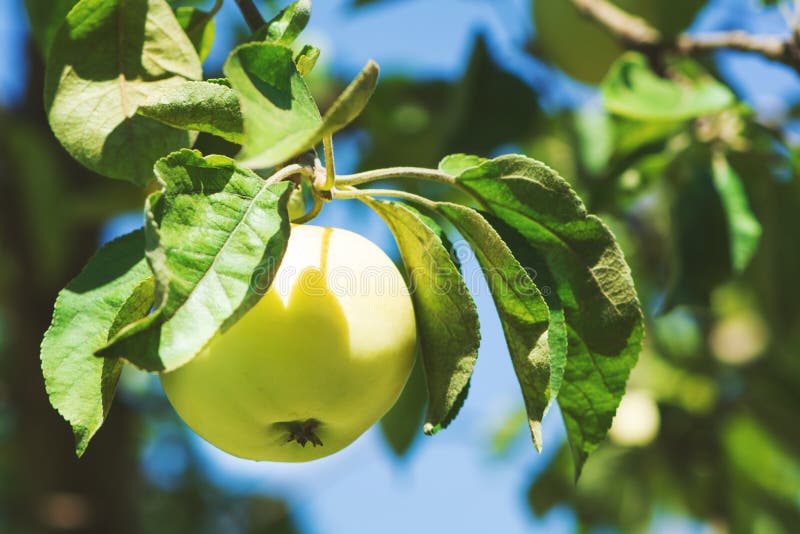 Fresh Golden Delicious Apple Fruits On Tree Branches Harvest Concept