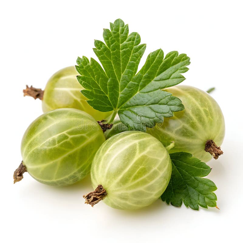 Fresh Gooseberries Isolated on White Background Stock Illustration ...