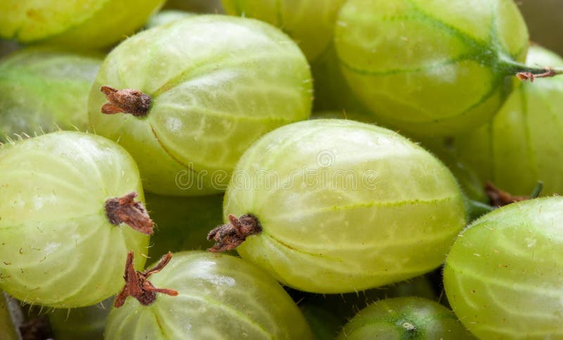Fresh gooseberries stock image. Image of background, delicious - 32137071