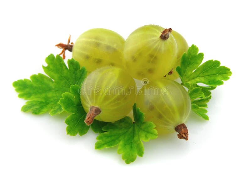 Fresh gooseberry stock photo. Image of nature, juicy - 23107532