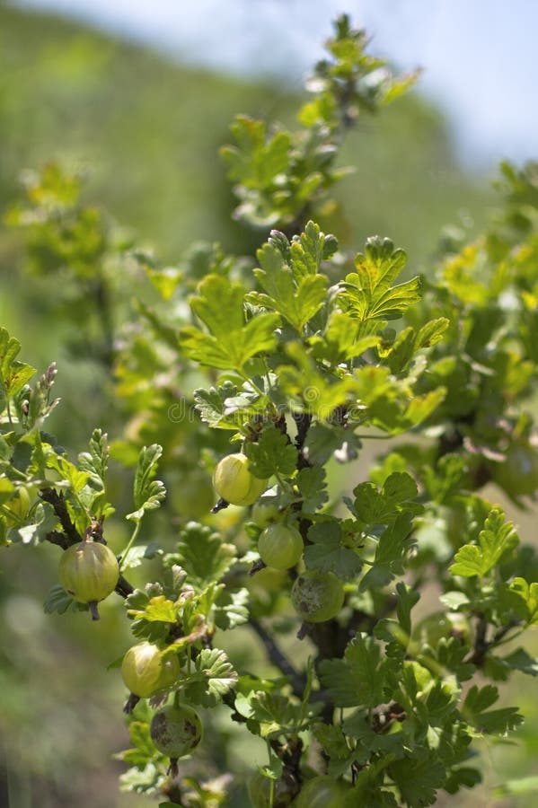 Fresh gooseberry stock image. Image of organic, healthy - 29578755