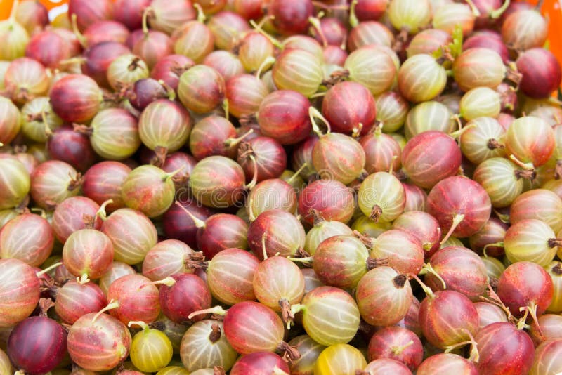 Fresh Gooseberry Harvest stock photo. Image of botanical - 88293340