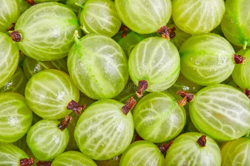 Fresh gooseberry stock image. Image of background, gathering - 74417679