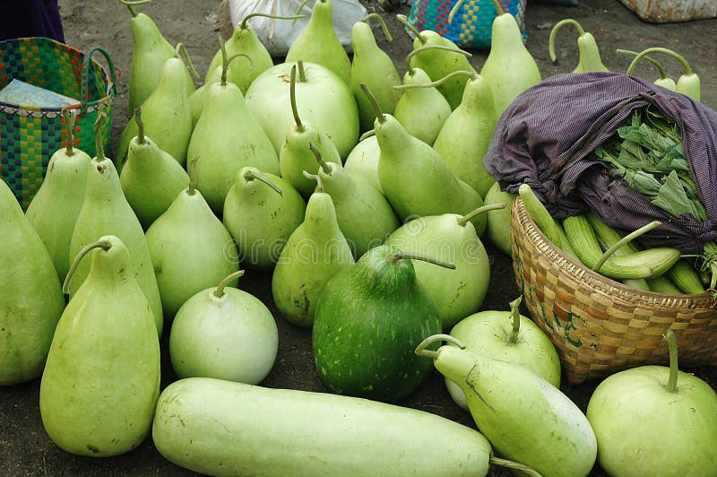Fresh Gourd Picture. Image: 2572211