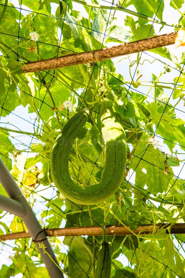 Fresh wax gourd stock photo. Image of farm, harvest, food - 26019180