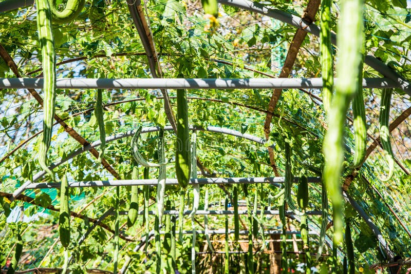 Fresh wax gourd stock photo. Image of farm, harvest, food - 26019180