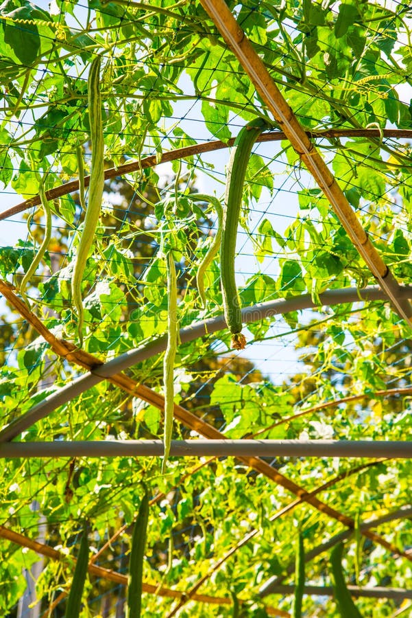 Fresh gourd on tree stock image. Image of life, health - 217455589
