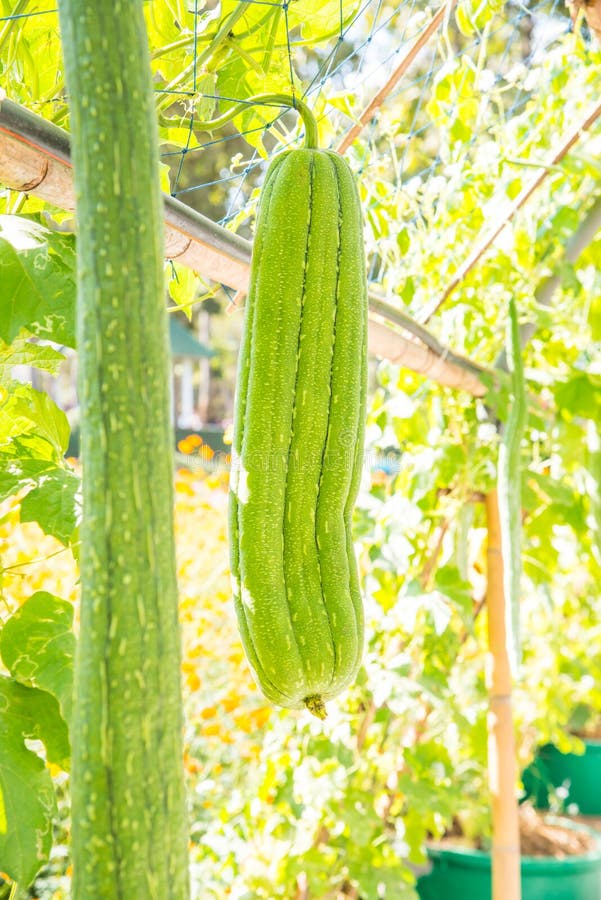 Fresh wax gourd stock photo. Image of farm, harvest, food - 26019180