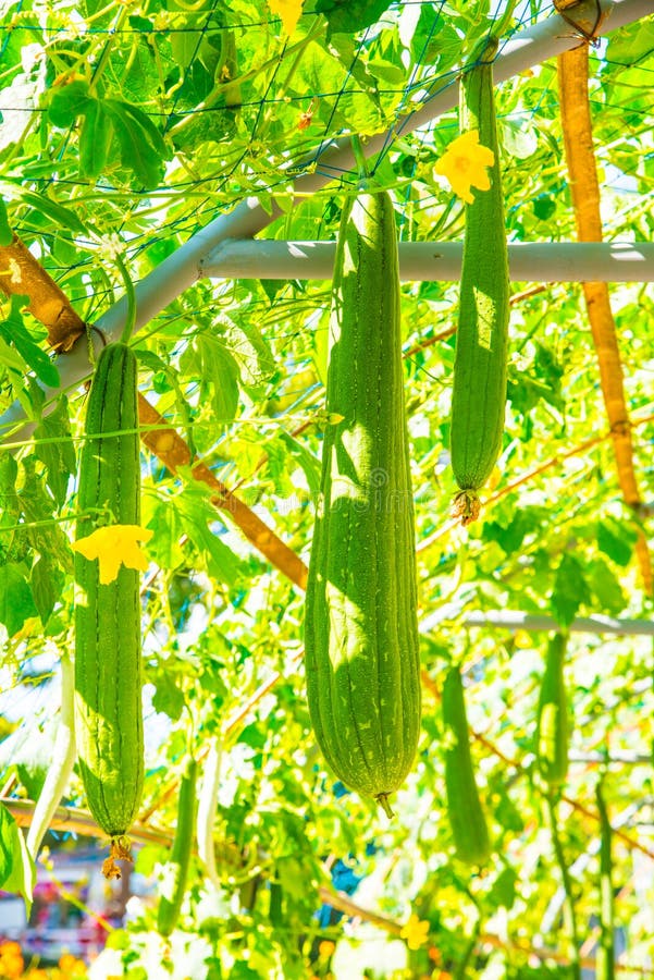 Fresh wax gourd stock photo. Image of farm, harvest, food - 26019180