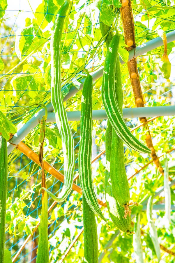 Fresh wax gourd stock photo. Image of farm, harvest, food - 26019180