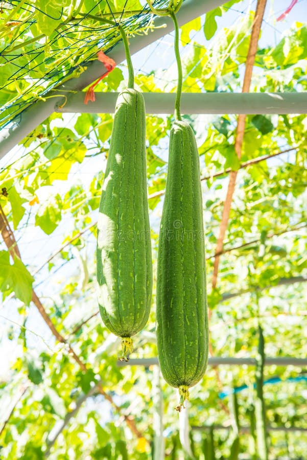 Fresh gourd on tree stock photo. Image of farming, freshness - 220123306